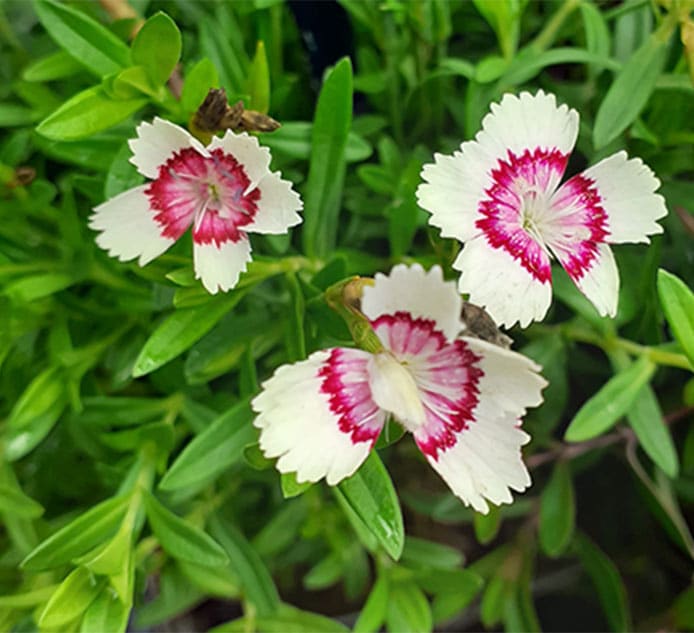 Dianthus Arctic Fire: Its Origins, Planting Tips, and Uses
