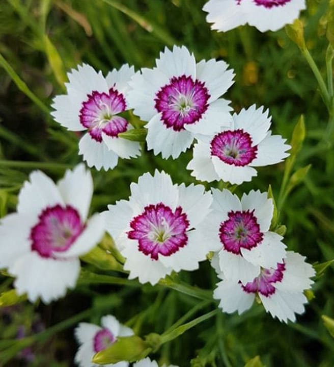 Dianthus Arctic Fire: Its Origins, Planting Tips, and Uses