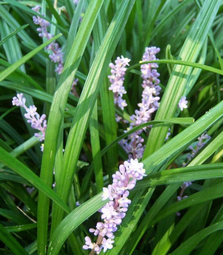 Liriope Spicata - A-Z Landscaping Ridgefield CT